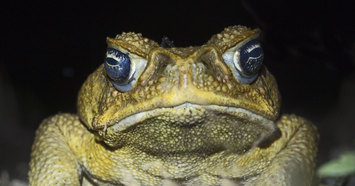Killing cane toads with kindness and some very neat science