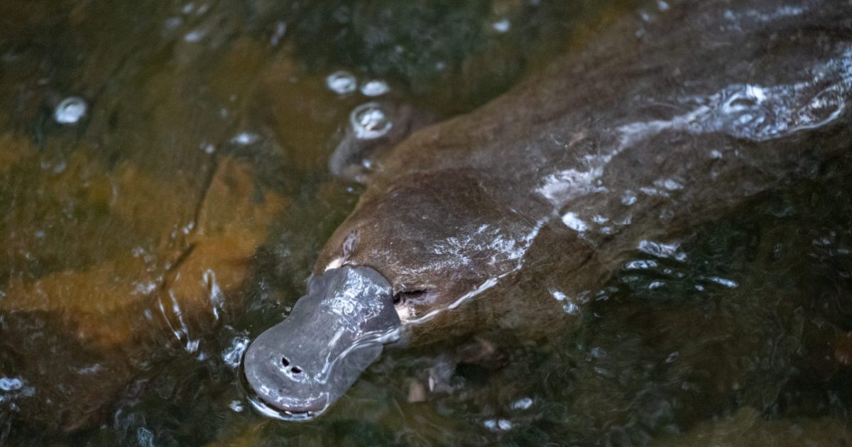 ‘Threatened species’call as UNSW says up to a third of platypus wiped out