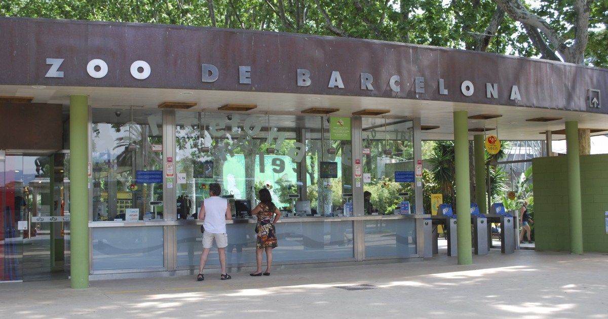 Four lions at Barcelona Zoo test positive for COVID-19