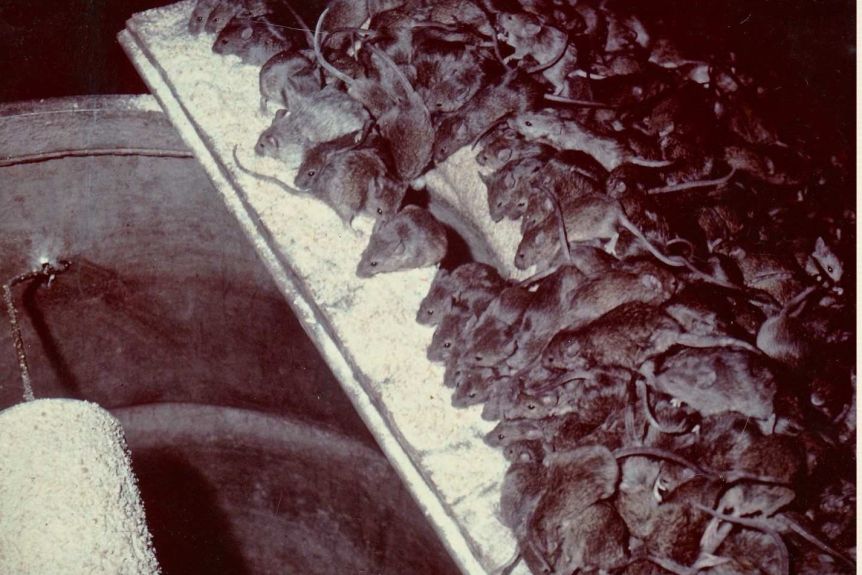 Disturbing 1984 'felt highway' footage emerges amid mouse invasion