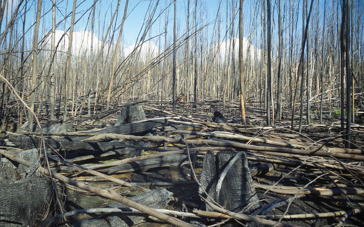 Bushfire risk increased by native logging, report shows