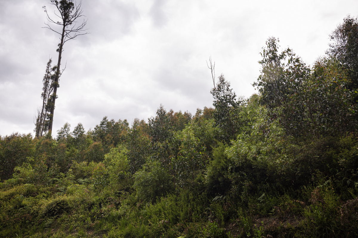 Bushfire risk increased by native logging, report shows