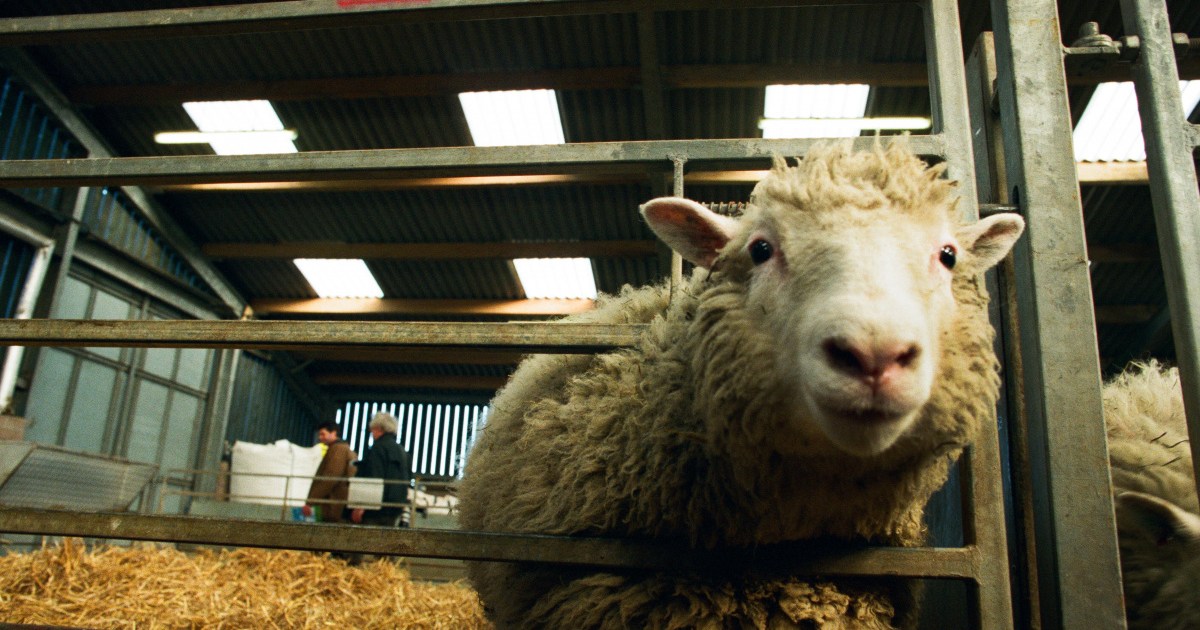 On This Day: Scientists unveil Dolly the cloned sheep