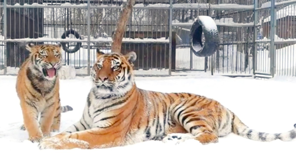 Watch: Singing tiger tries to outshine his siblings for mum’s attention