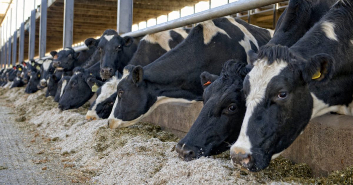 Fact check: Does growing meat consumption doom the earth to severe ...