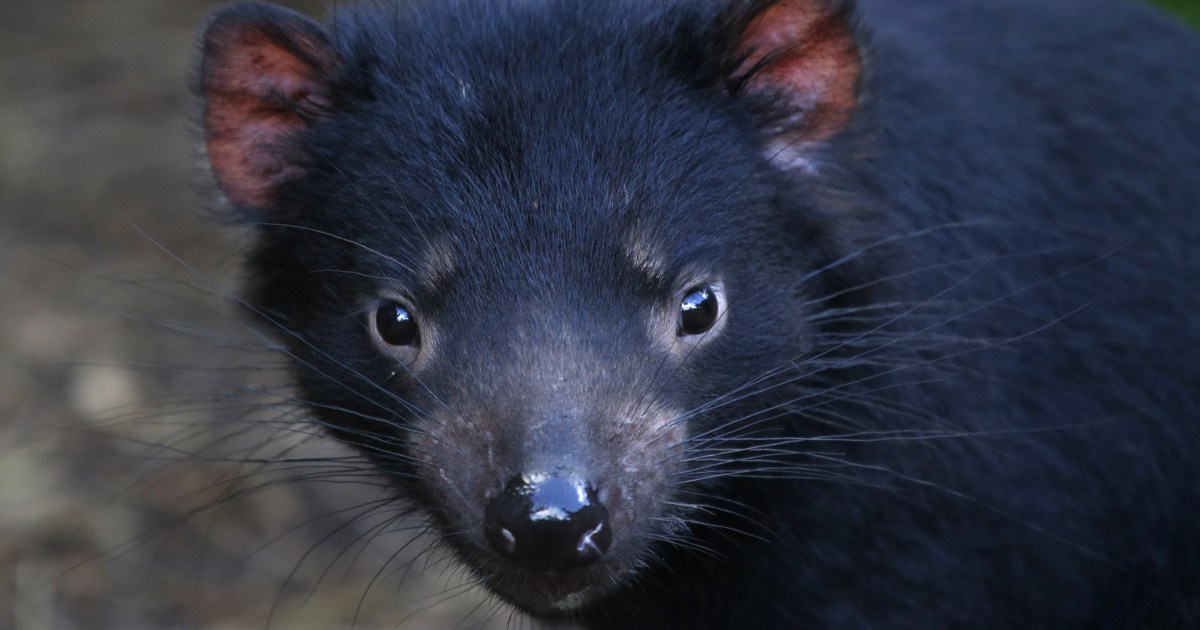 Shocking mass discovery of dead Tasmanian devils