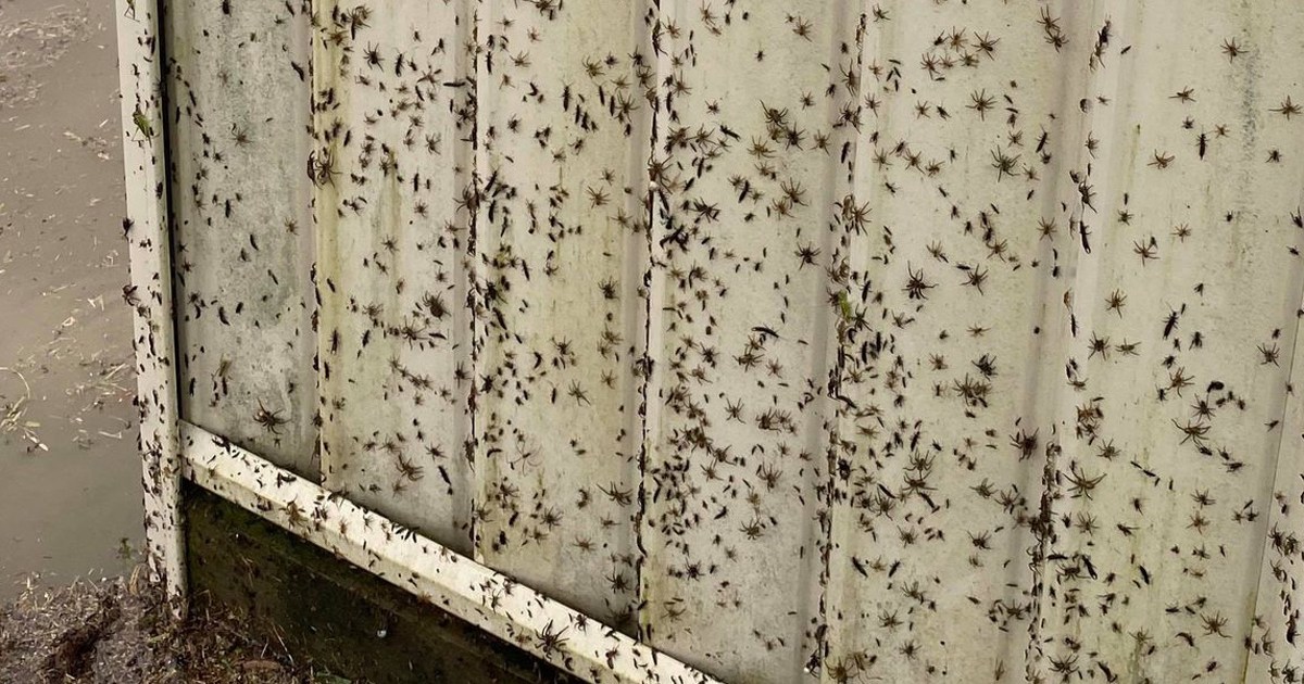 Amid record-breaking NSW deluge, a plague of spiders emerges