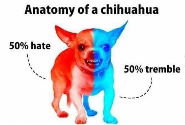 Hilarious and unflattering adoption ad for ‘demonic Chihuahua’ goes viral