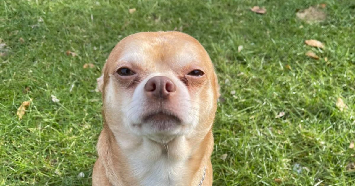 'Demonic' Prancer finds new puppy love after desperate adoption post