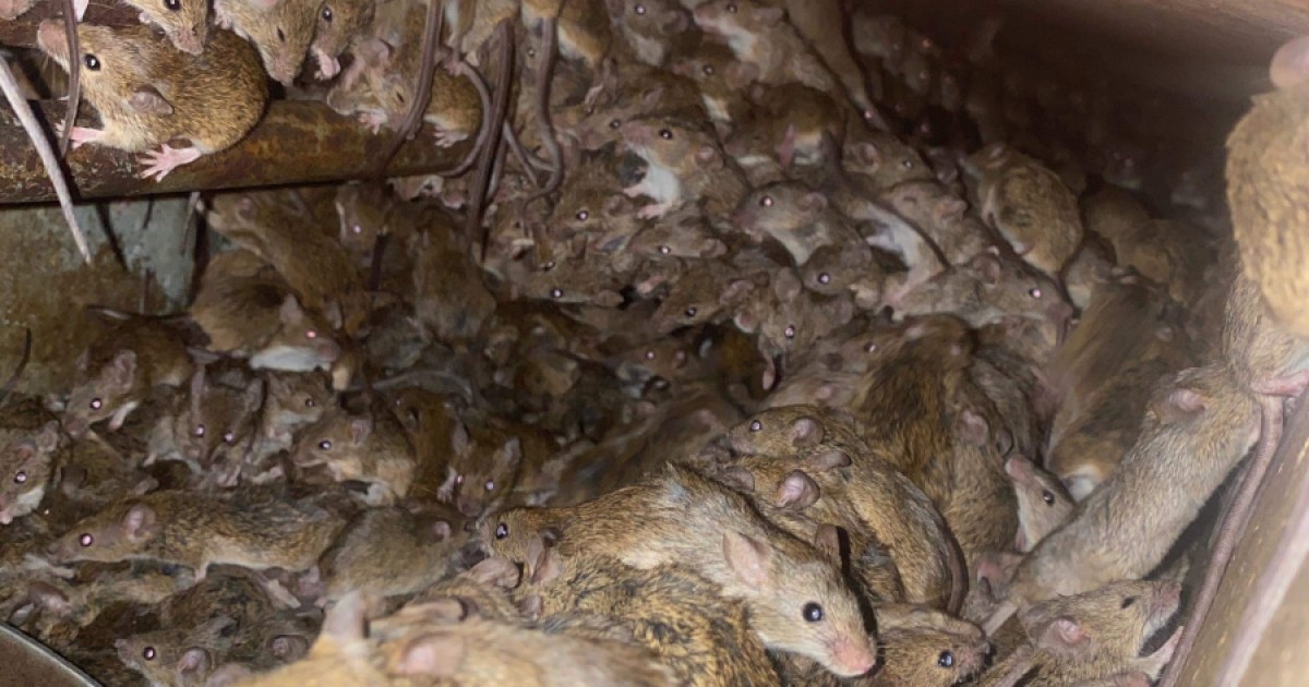 Footage shows the full extent of the mice plague crisis
