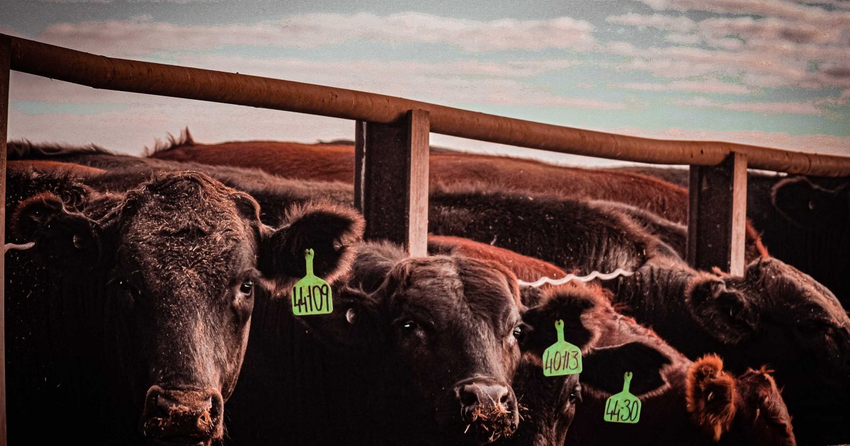 Cyber attacks shut down JBS Meatworks across Australia, US and Canada