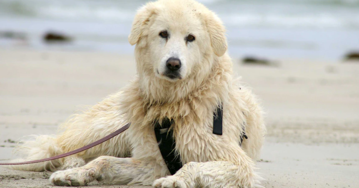 Penguin-loving pooch made famous by movie dies