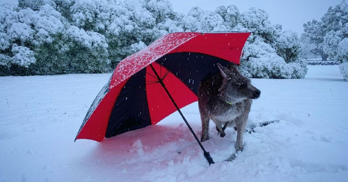 Winter solstice in Australia is Monday. What is it, earlier sunrises?
