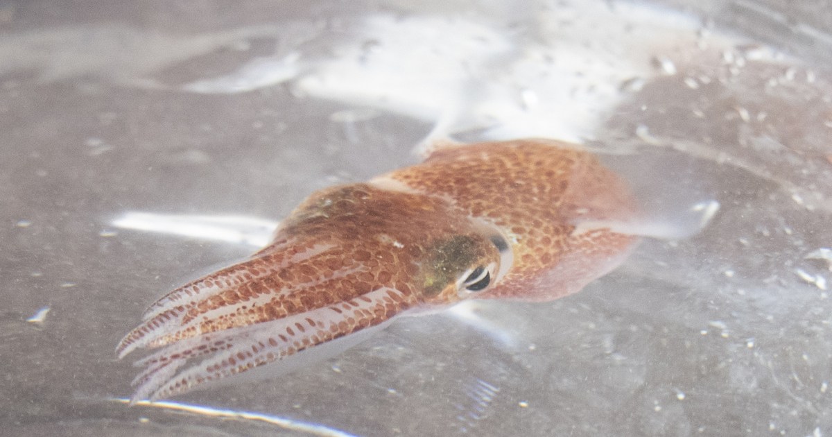 Space oddity: NASA puts squid into orbit to help solve health problems