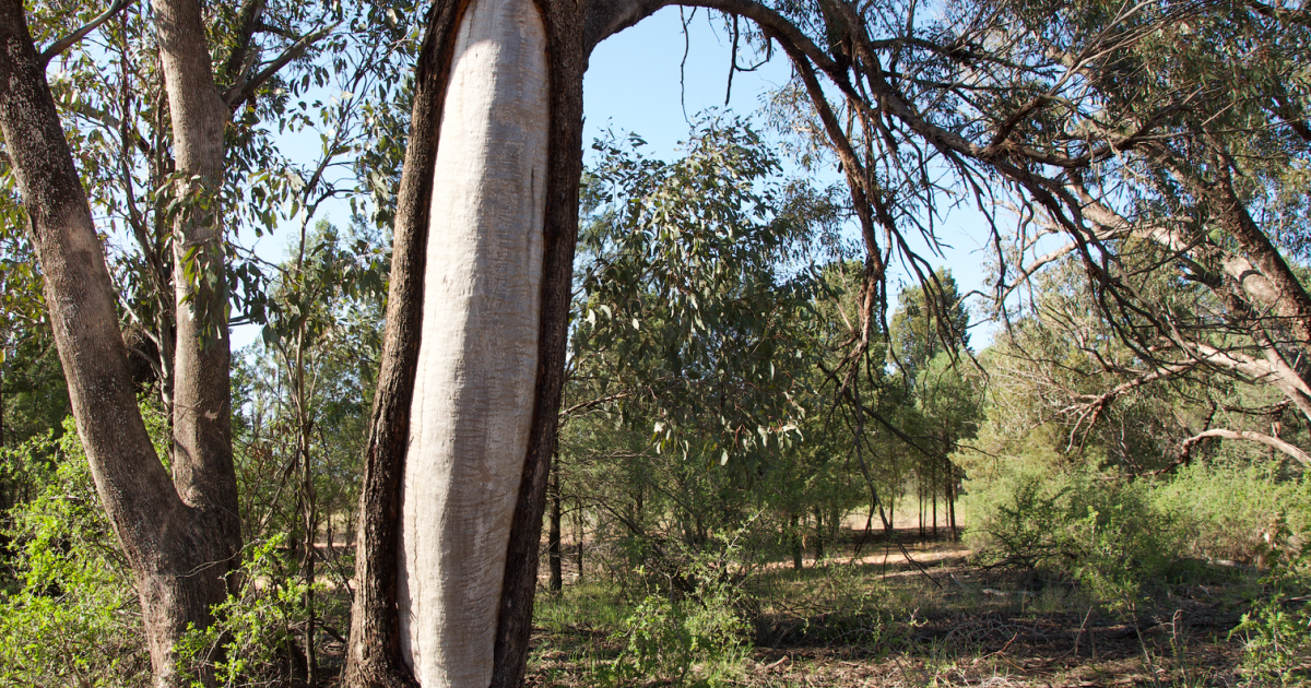 The descration of Indigenous Australia's sacred trees