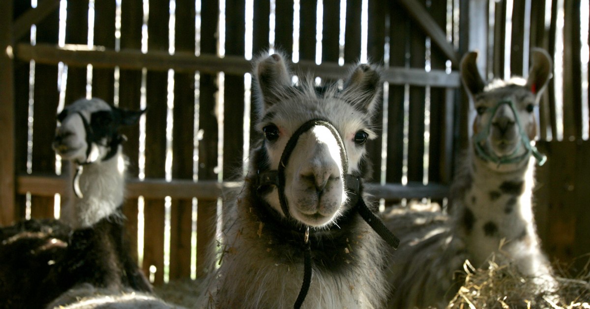 Llama antibodies blunting virulence of COVID-19 variations in lab tests