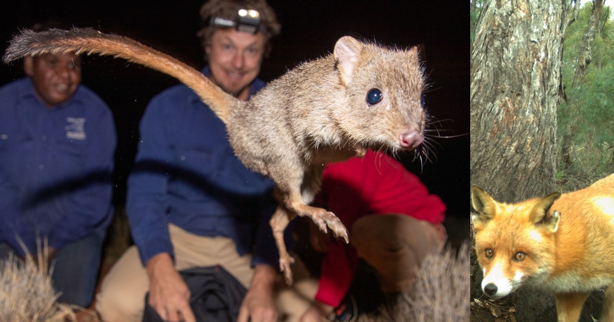 Outfoxed: How one fox on the run is hurting efforts to save native species