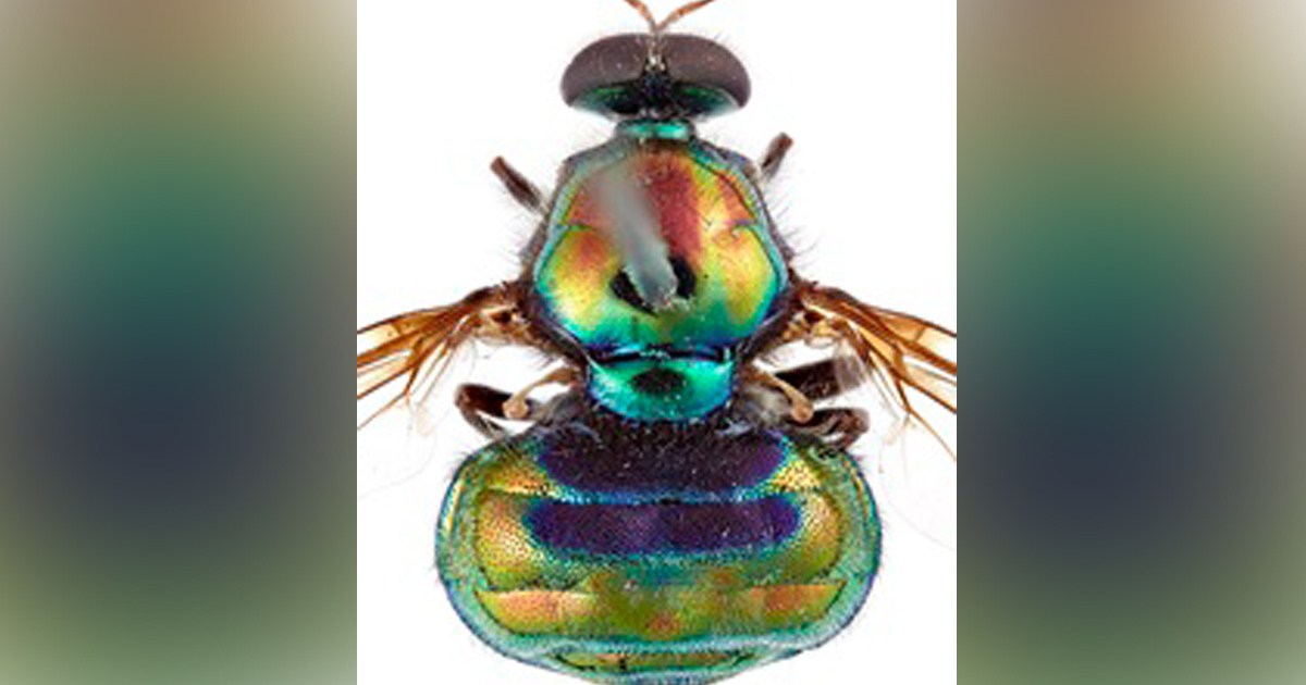 Meet RuPaul: 'Drag queen' fly among newly named species