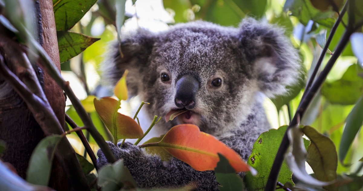 Species at risk of extinction in Victoria | The New Daily