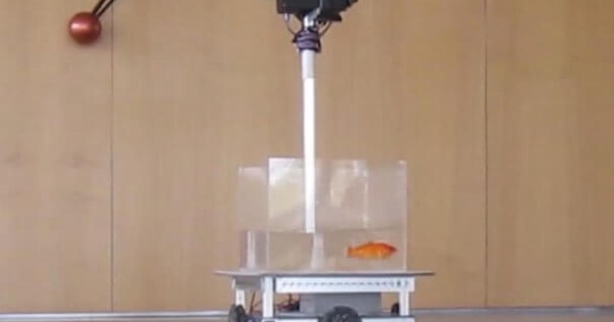 Goldfish drives car on land and knows its way around