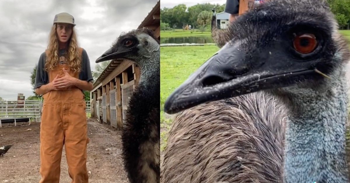'Emmanuel, don't do it': The emu taking over the internet