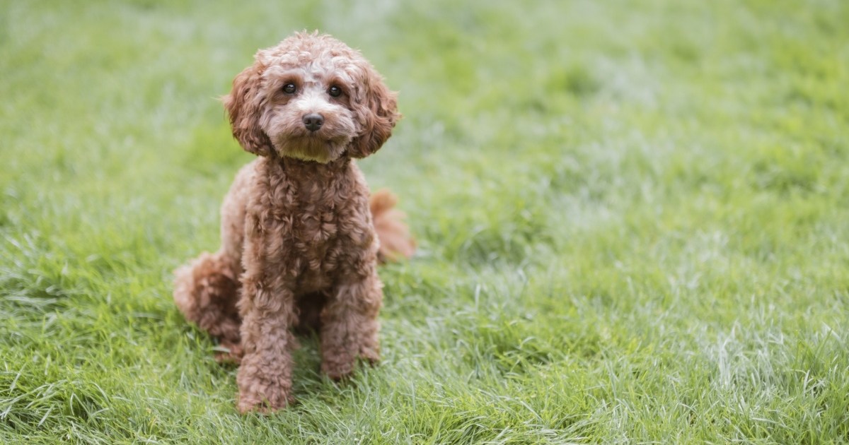 Oodles of Cavoodles: Dog breed becomes Australia's most popular