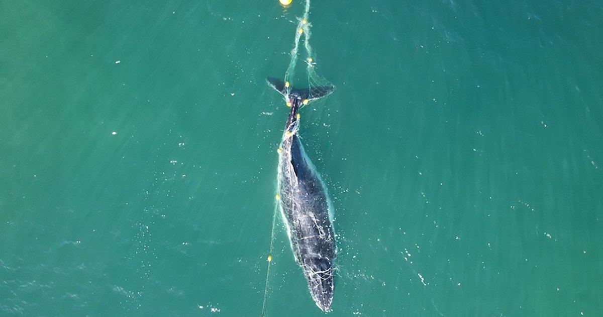 Qld whale entanglements hit double figures