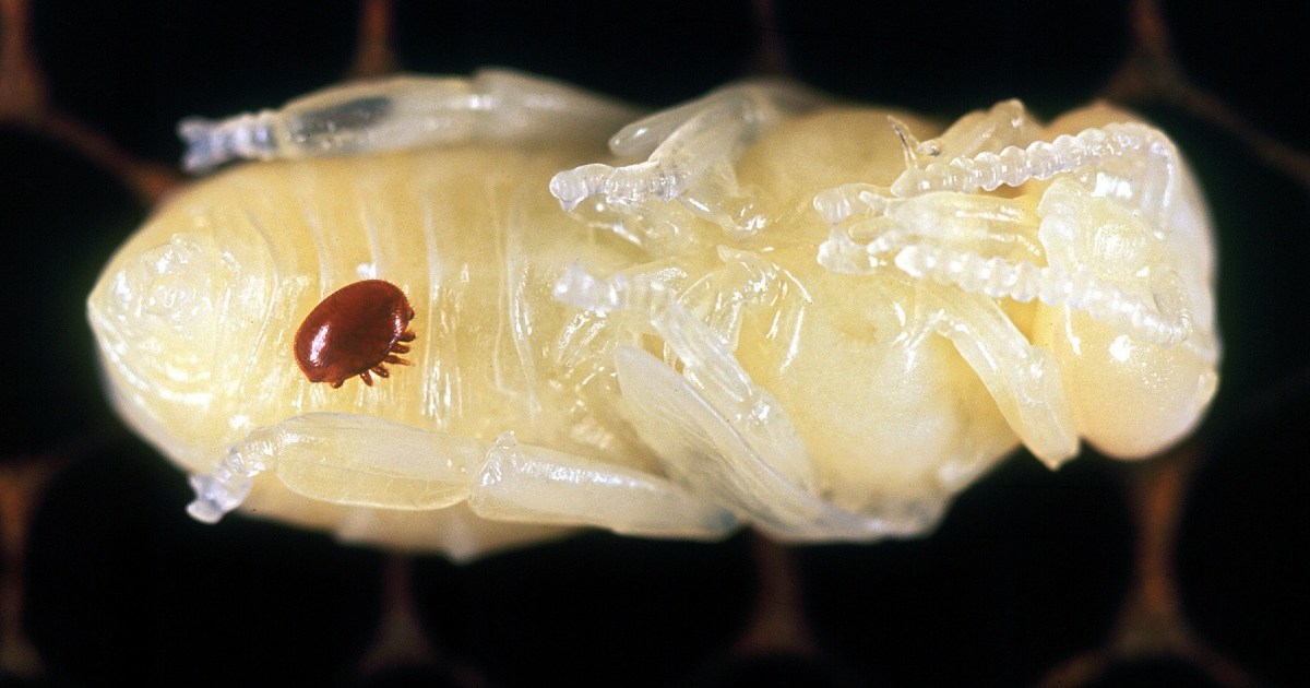 Eradication of bee varroa mite ‘very achievable’, Senate told