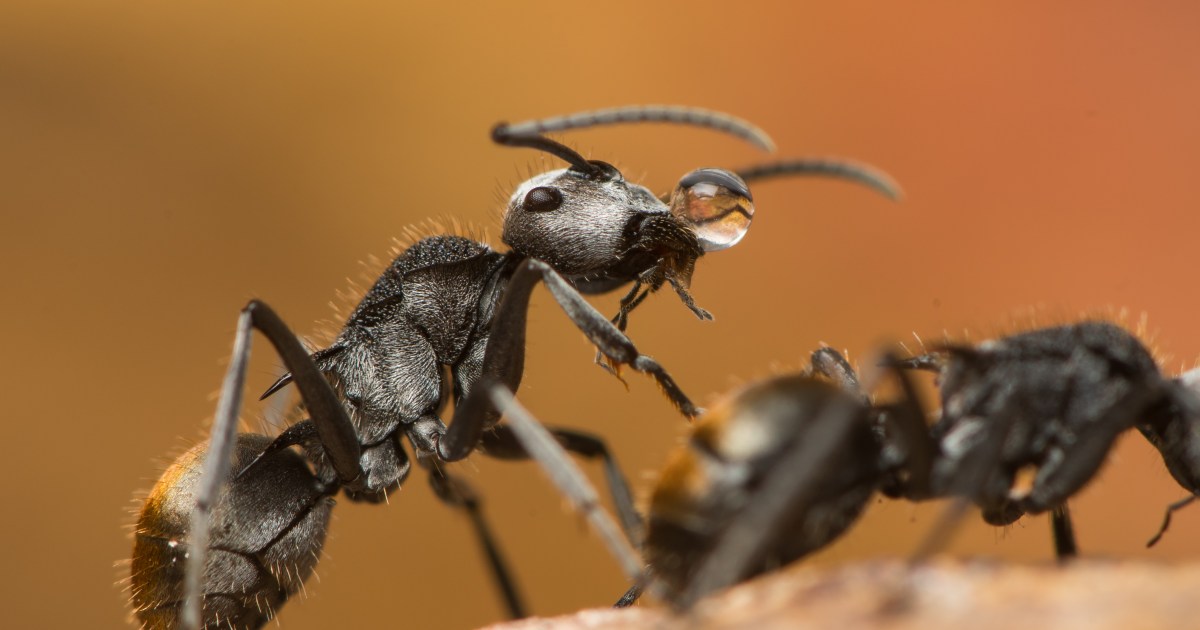 Ants march on, all 20 quadrillion of them