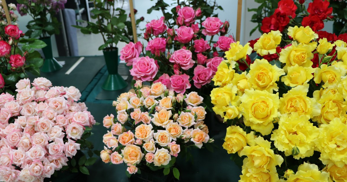Adelaide International Rose and Garden Expo will be a floral ...