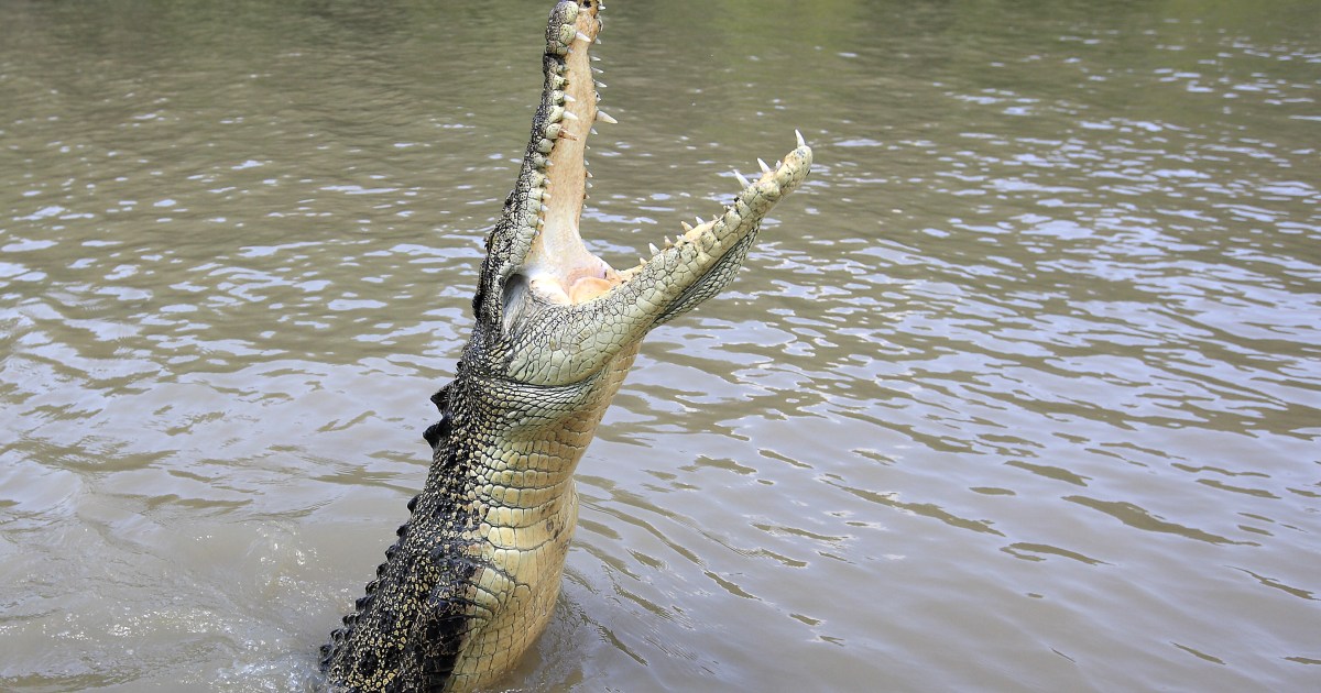 Quick thinking croc-attack survivor gouged creatures’ eyes to escape ...