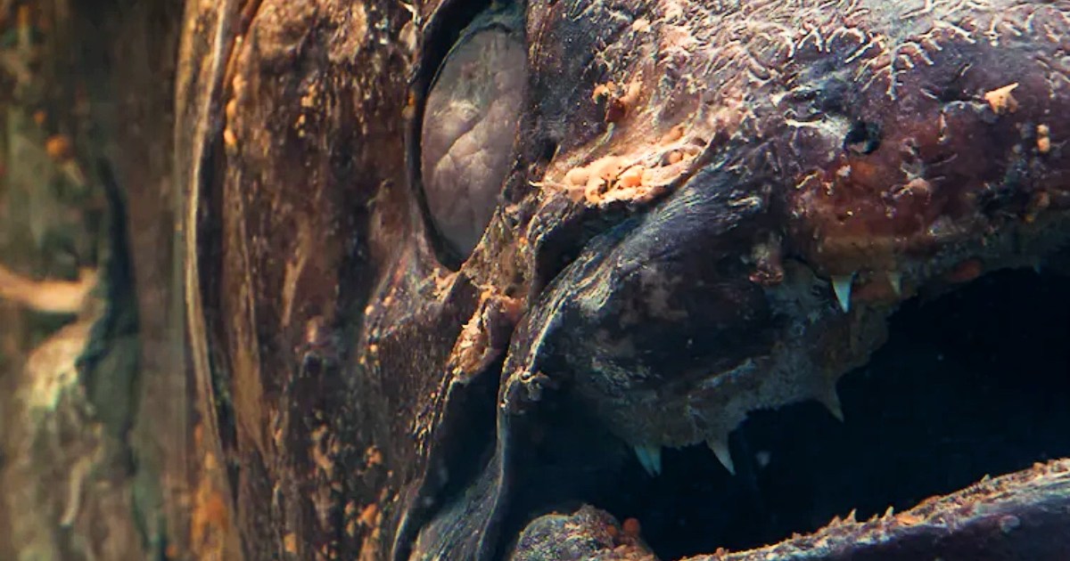 These nine ‘living fossils’ haven’t changed in millions of years