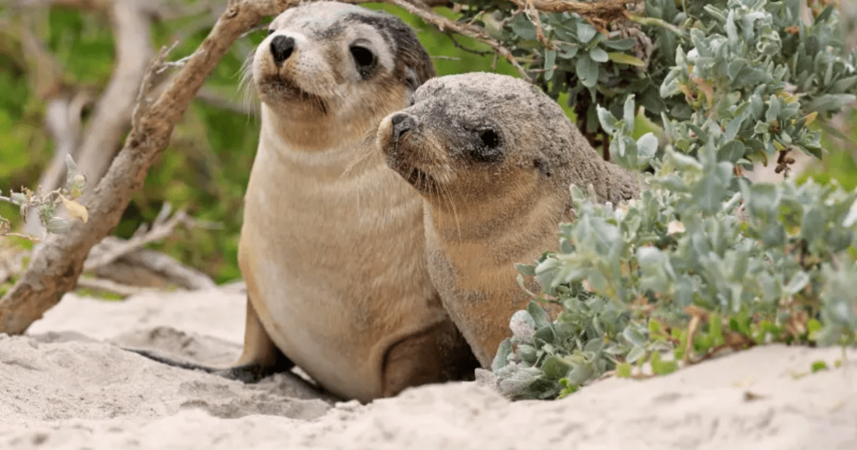 Report charts 'terrifying' wildlife losses