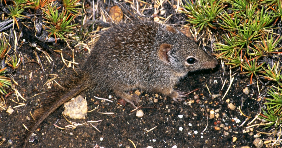 Rare marsupial released on WA island