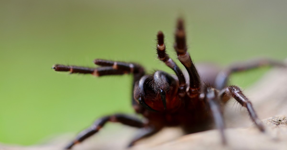 Cadaver nose hairs, dead spiders win Ig Nobel prizes