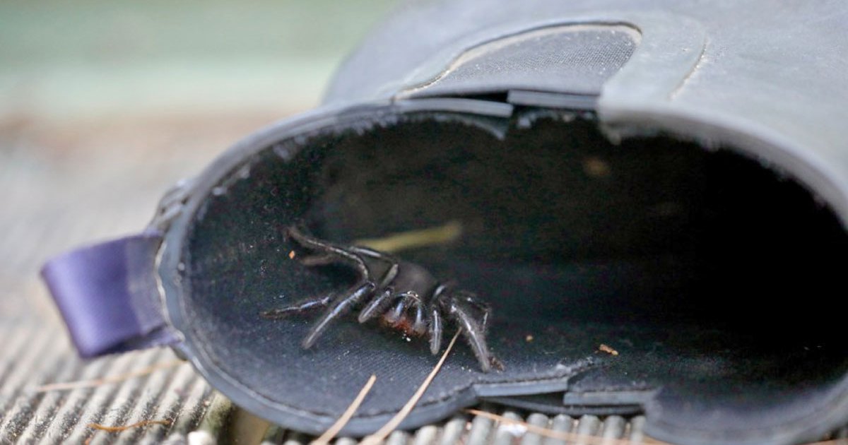 Funnel-webs come out to play amid perfect weather conditions