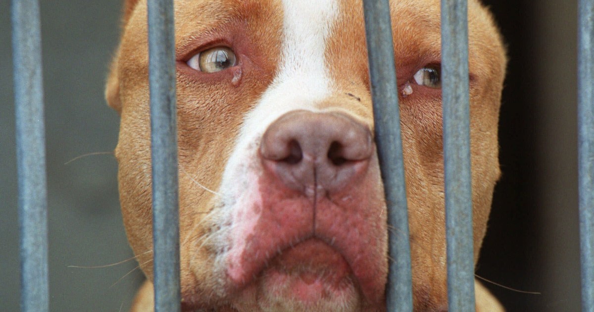 Sharp increase in dog attacks on posties