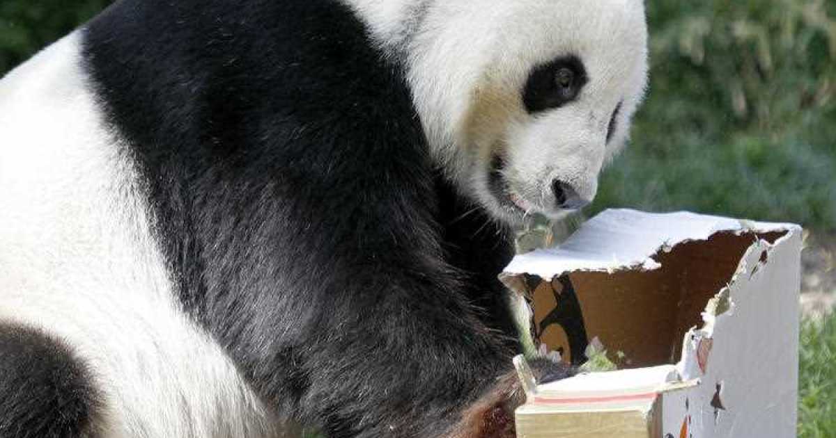 Phone-drop teenager rescued from panda enclosure