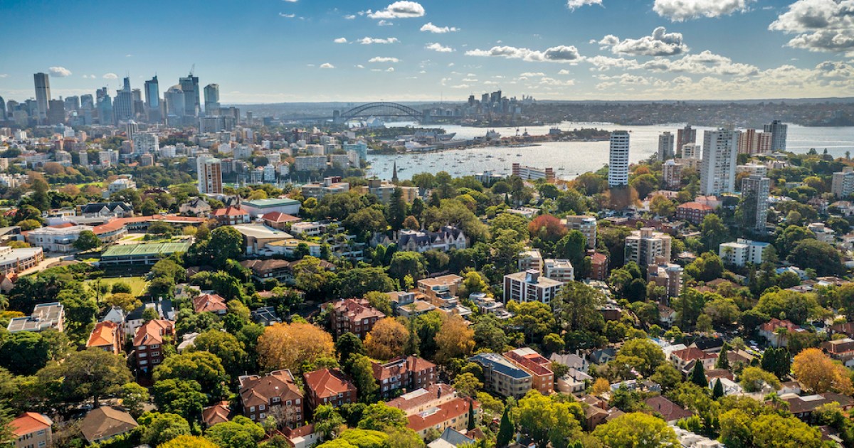 Trees bring several benefits to sweltering cities