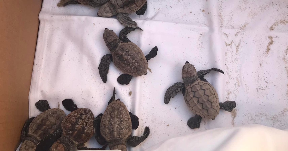 Beach walkers help unravel turtle mystery on Gold Coast