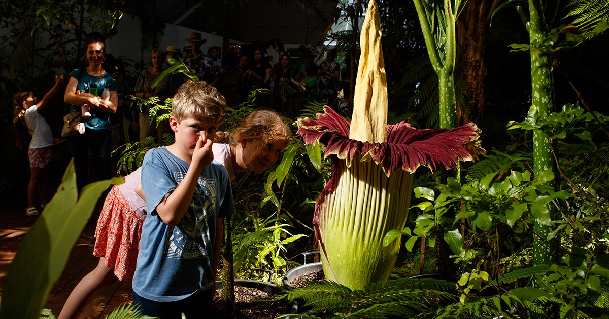 Smelly corpse flower in full bloom attracts big crowds to Adelaide