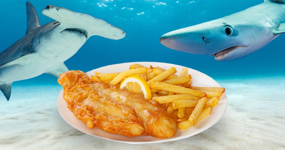 Endangered shark fillets found in fat fryers around the nation