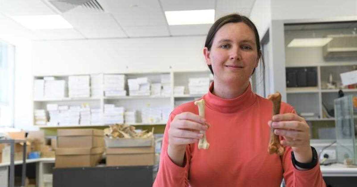 Giant eagle confirmed as Australia's largest raptor