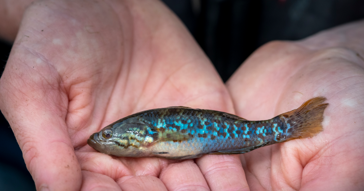 Native 'zombie' fish species brought back from the near-dead