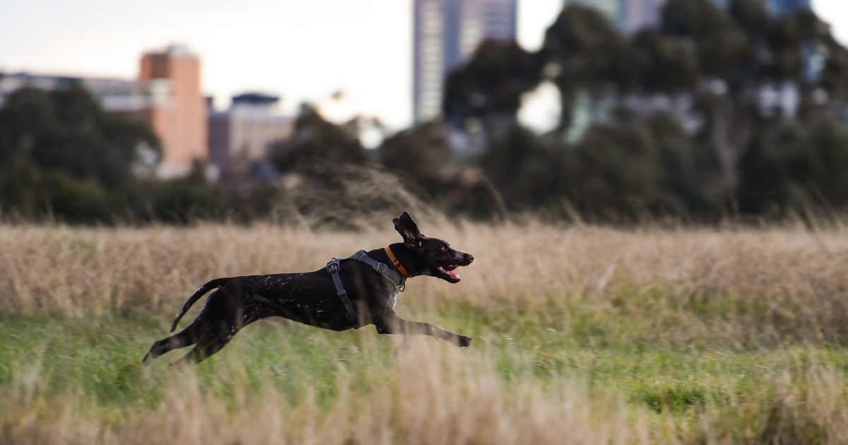 Dangerous dog task force ponders tougher penalties