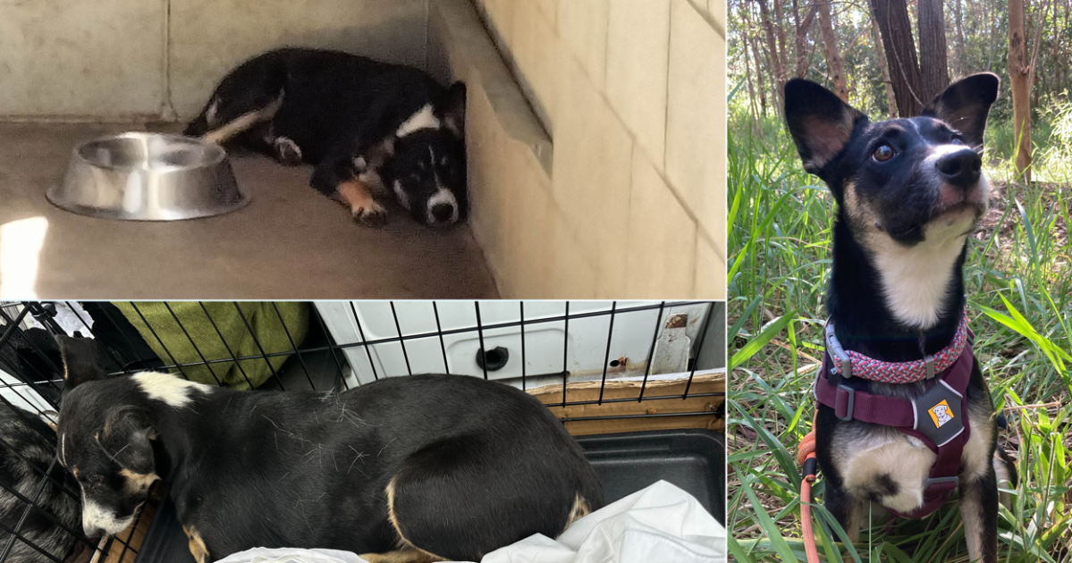 Infamous NSW dog pound hit with more cruelty claims