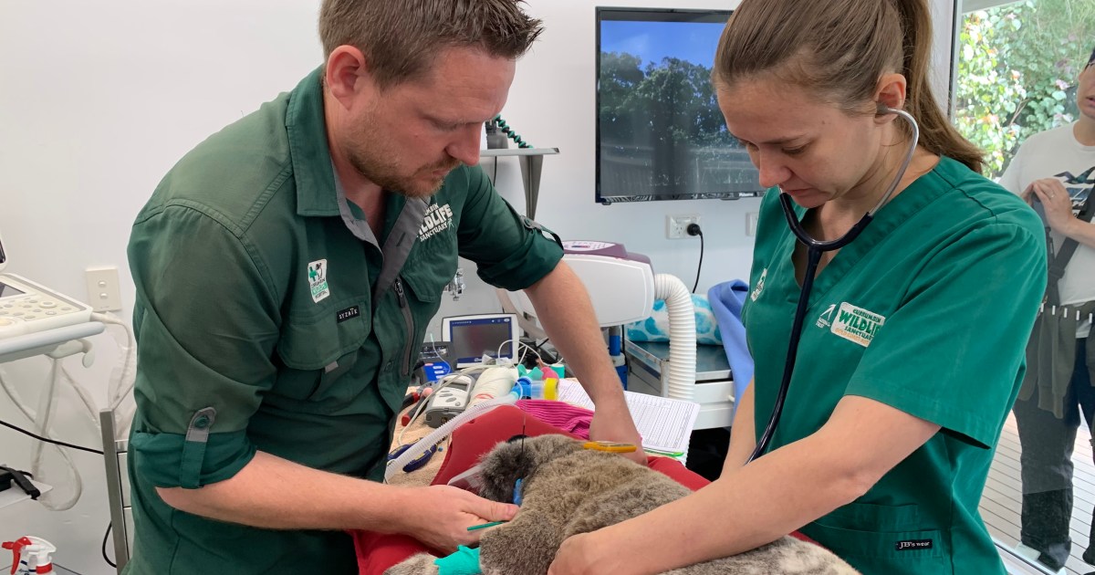 Wild results from chlamydia vaccine trial for koalas