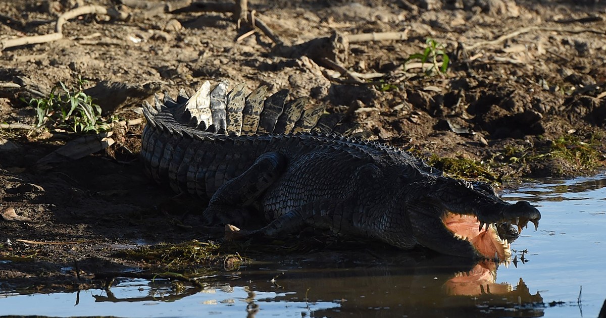 Fatal attack on fisherman by two crocodiles may be a first
