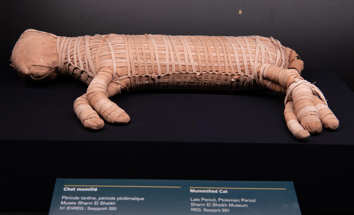 Australia Museum bringing ancient Egypt to Sydney