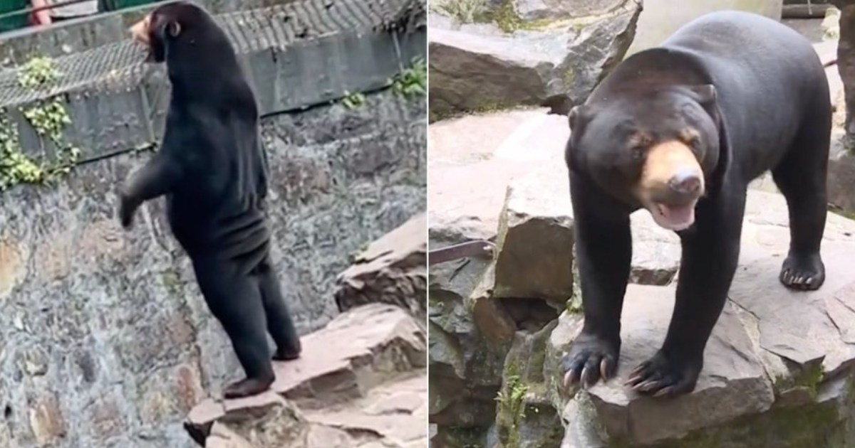 Zoo denies its bears are 'humans in disguise' after viral photo